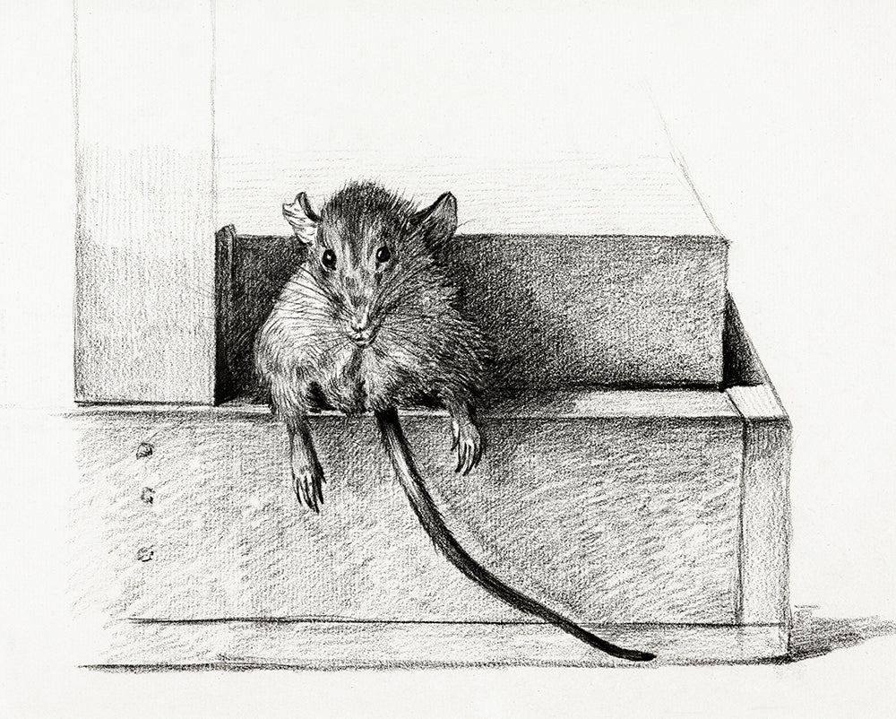 Making 'The Rat Trap' – Ethos Books
